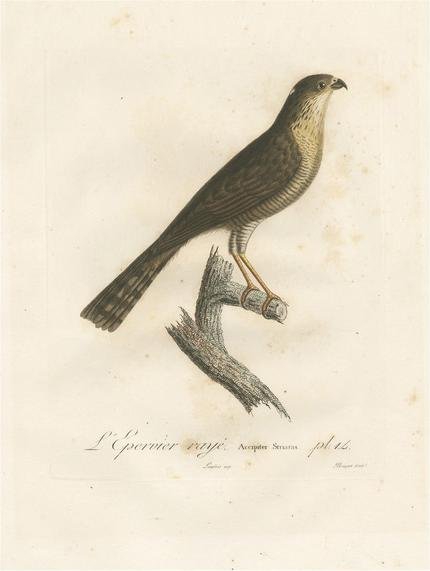 Louis Jean Pierre Vieillot, Sharp-Shinned Hawk Illustration, LEpervier ...