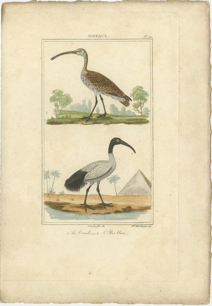 Buffon, Bird Illustrations, 1780, Hand-Colored Prints, Set of 2 for ...