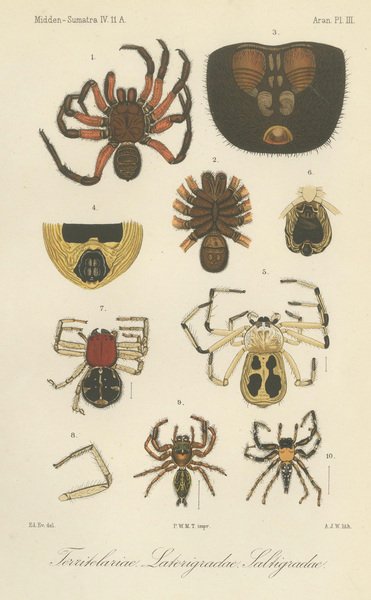 Sumatran Spiders Mygalomorphs & Jumping Spiders, 1887, Paper for sale ...
