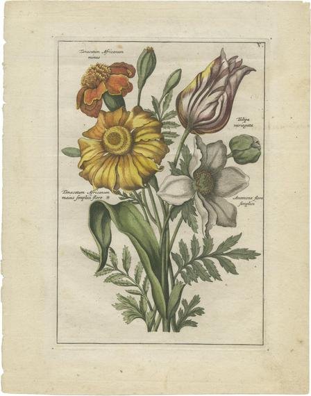 Elwe, Bouquet with Feverfew, 1794, Paper for sale at Pamono