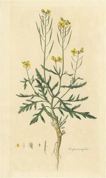 Curtis, Botany Illustration of Diplotaxis Tenuifolia, 1817, Print for ...