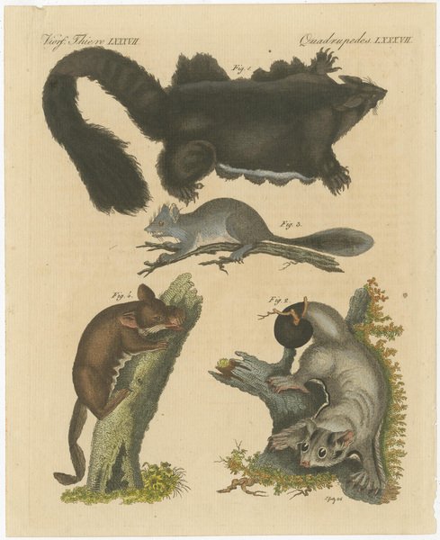 Bertuch, Illustration of Didelphis Species Opossum, Flying Squirrel and ...