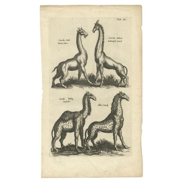 John Johnston, Various Animals, 1657, Paper for sale at Pamono