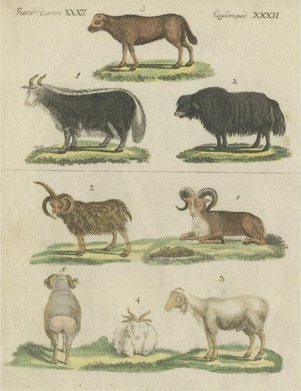 Bertuch, Illustration of Sheep, 1800s, Hand Colored Print for sale at ...