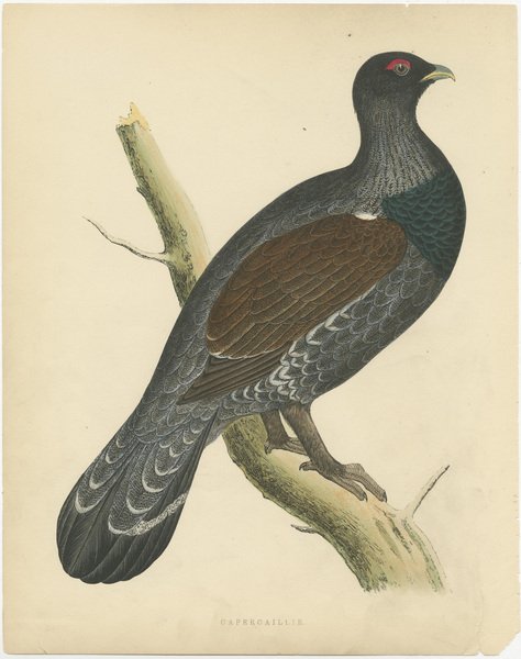 Beverly Robinson Morris, Illustration of a Capercaillie, 1855, Print ...