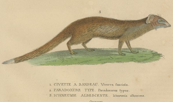 Banded and Asian Palm Civet and Enigmatic Mongoose, 1845, Paper for ...