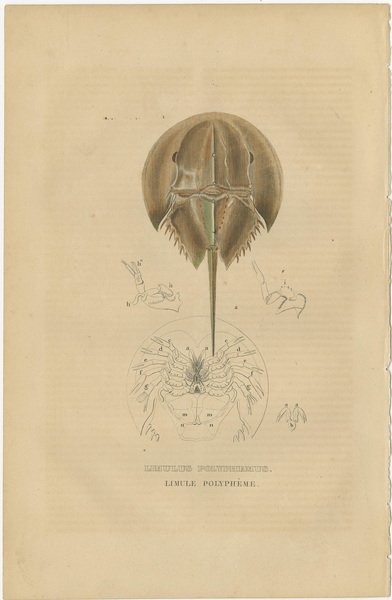 Pierre Auguste Joseph Drapiez, Anatomy of the Atlantic Horseshoe Crab ...