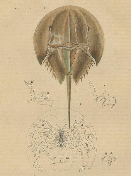 Pierre Auguste Joseph Drapiez, Anatomy of the Atlantic Horseshoe Crab ...