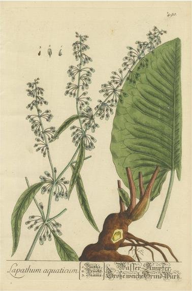 Blackwell, Botanical Illustration of Rumex Aquaticus, Print for sale at ...