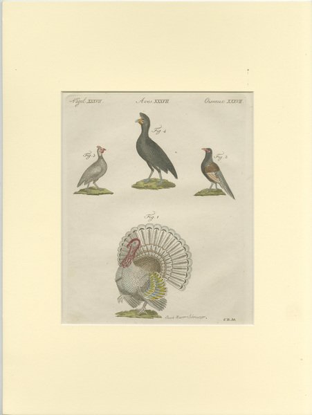 Wild Turkey and Pheasant and Helmeted Guineafowl and Curassow Bird ...