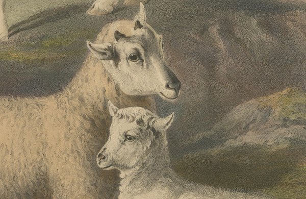 Fairland según W. Nicholson, Ewe, Ram y Lamb of the Soft-Woolled Sheep ...