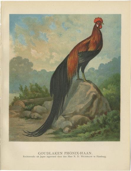After Förster, The Golden Phoenix Rooster, Lithograph, 1888 for sale at ...
