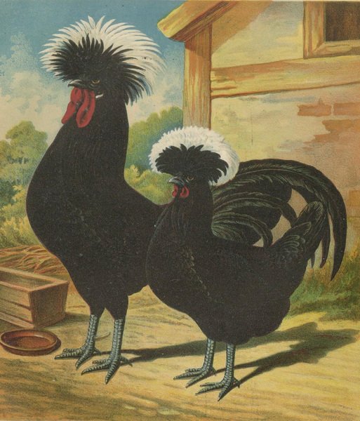 Dutch Black White-Crested Chicken, 19th Century, Paper for sale at Pamono
