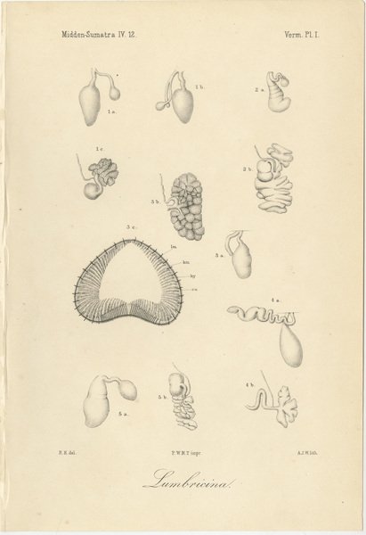Antique Scientific Plates of Leeches, Worms, Spiders & Microscopic ...