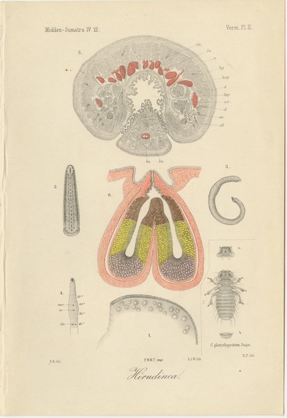 Antique Scientific Plates of Leeches, Worms, Spiders & Microscopic ...