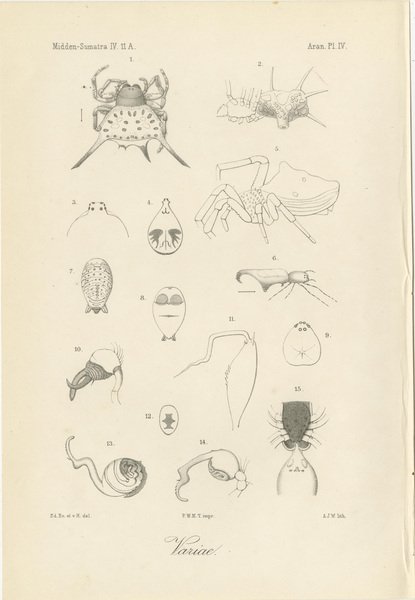 Antique Scientific Plates of Leeches, Worms, Spiders & Microscopic ...