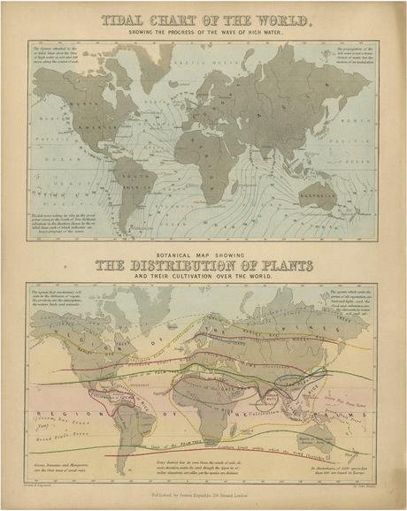 Antique Tidal Chart and Botanical Map, 1843 for sale at Pamono