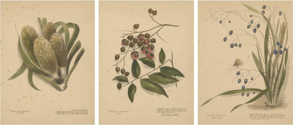 New Zealand Native Berry Plants, 1890, Lithographs, Set of 3 for sale ...