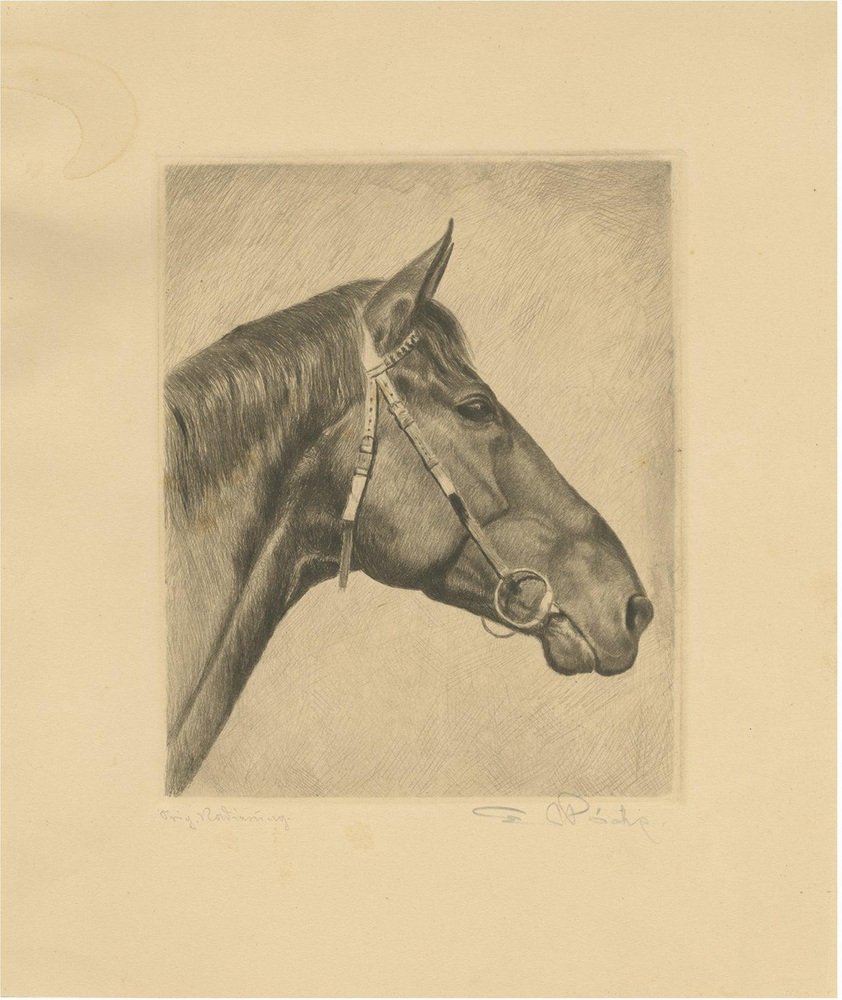 Horse Portrait, Germany, 1925, Etching on Paper for sale at Pamono