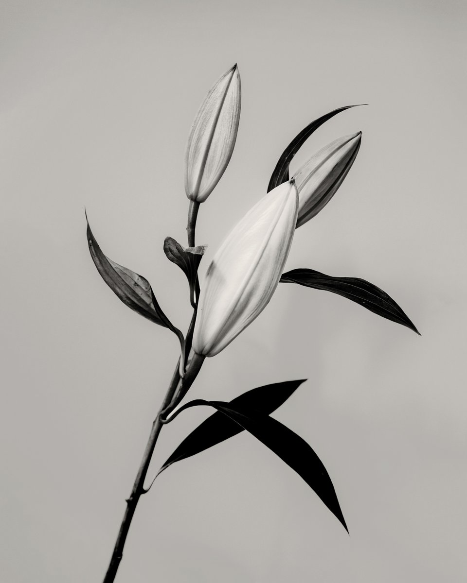 Guy Sargent, The Lily, Archival Pigment Print for sale at Pamono