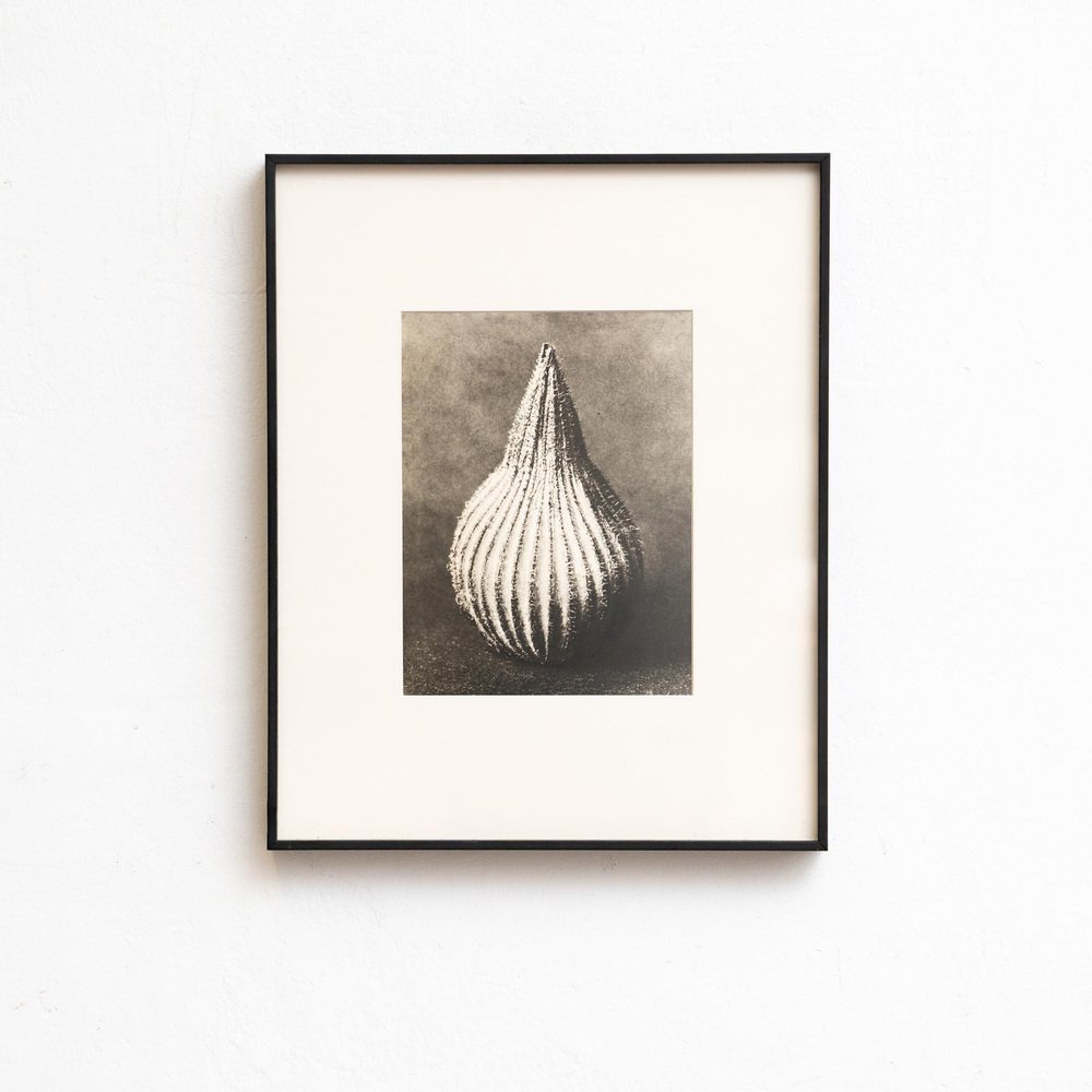 Karl Blossfeldt, Natural Grace, 1942, Photogravure, Framed for sale at ...