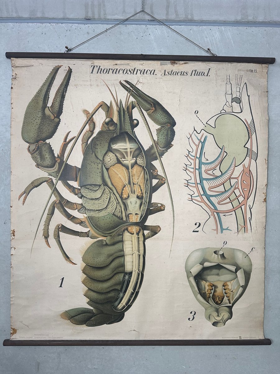 Vintage Periodic Table of the Elements School Chart in Linen by Paul ...