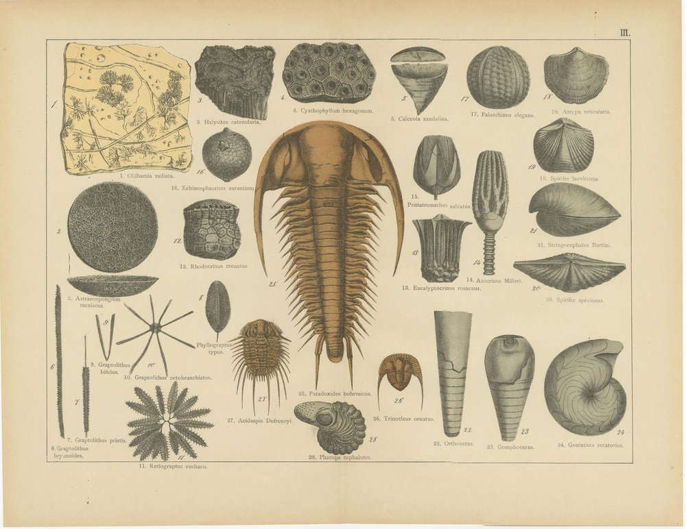 Schubert, Trilobites, Crinoids and Coal Measures, 1880, Paper, Set of 2 ...