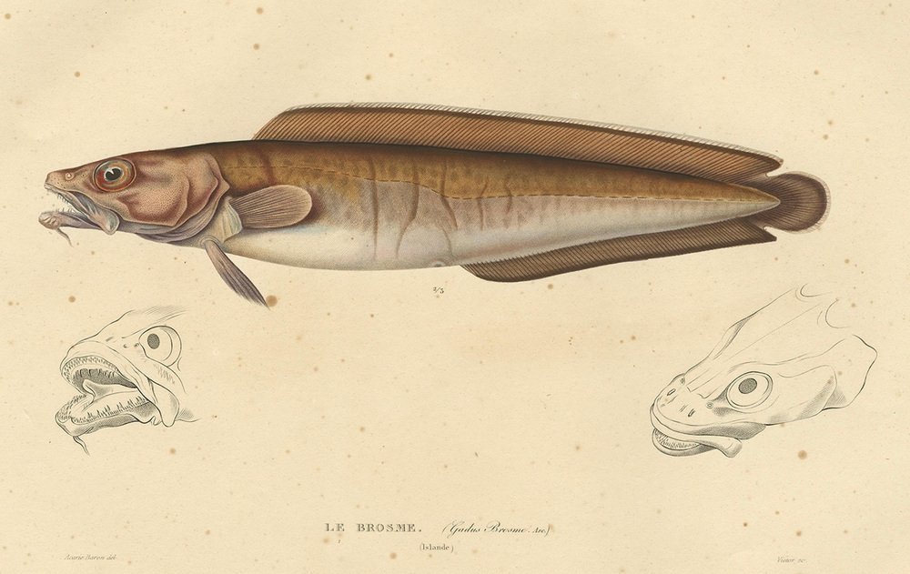 Bévalet, Cusk Fish (Le Brosme) from Gaimard Voyage, 1842, Print for ...