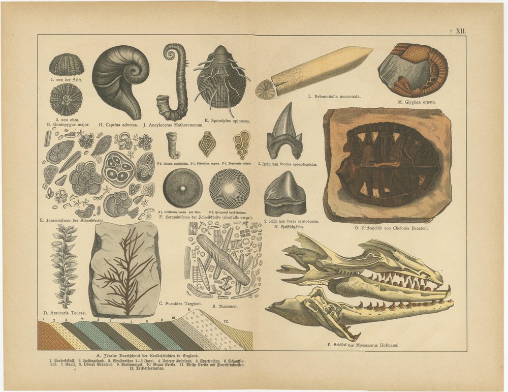 Marine Life, Plants and Vertebrates, 1880, Paper, Set of 2 for sale at ...