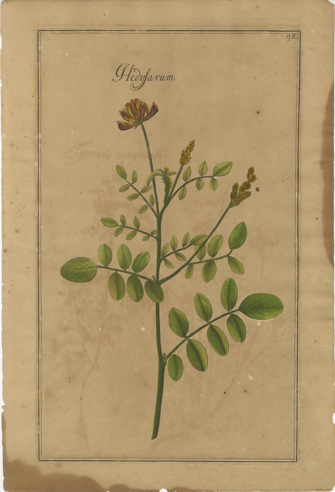 After Augustus Quirinus Rivinus, Leipziger Wildblumen, 1690er, Drucke ...