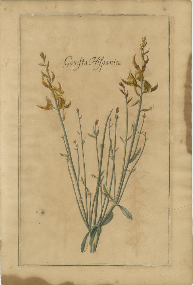 After Augustus Quirinus Rivinus, Leipziger Wildblumen, 1690er, Drucke ...