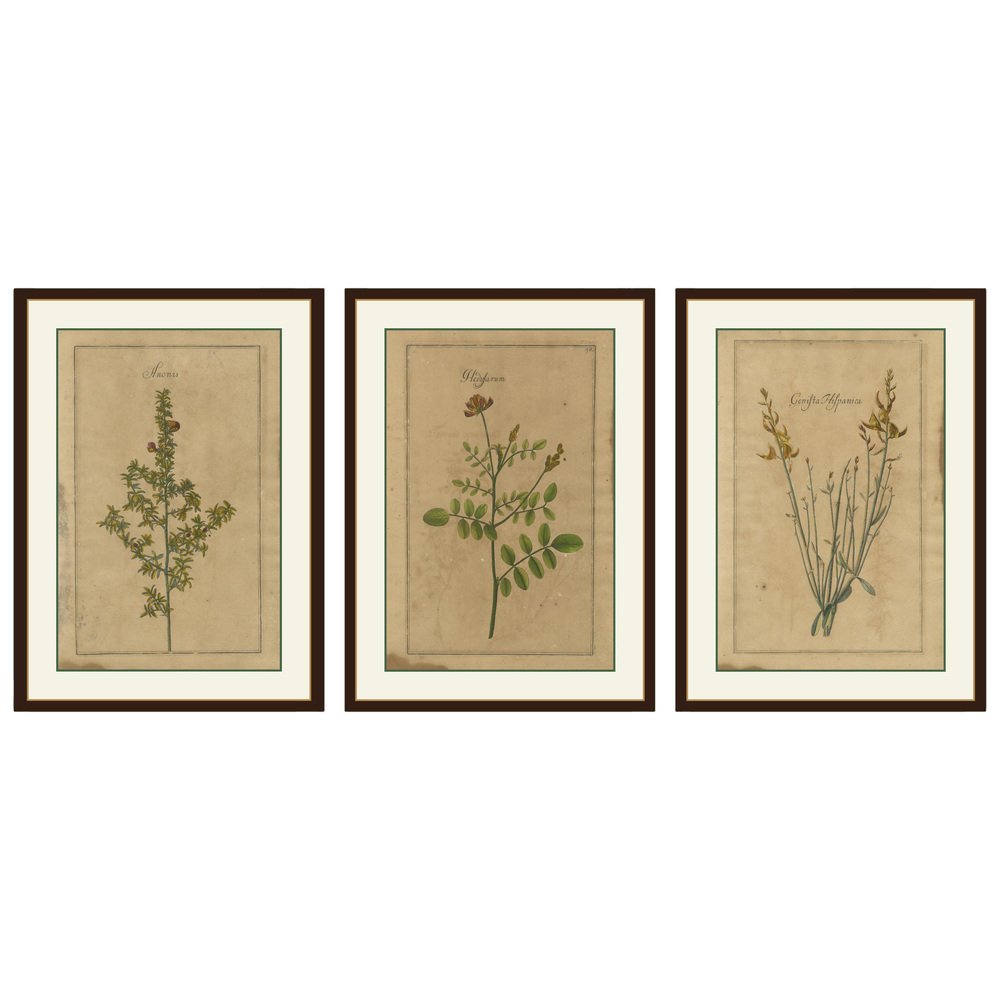 After Augustus Quirinus Rivinus, Leipziger Wildblumen, 1690er, Drucke ...