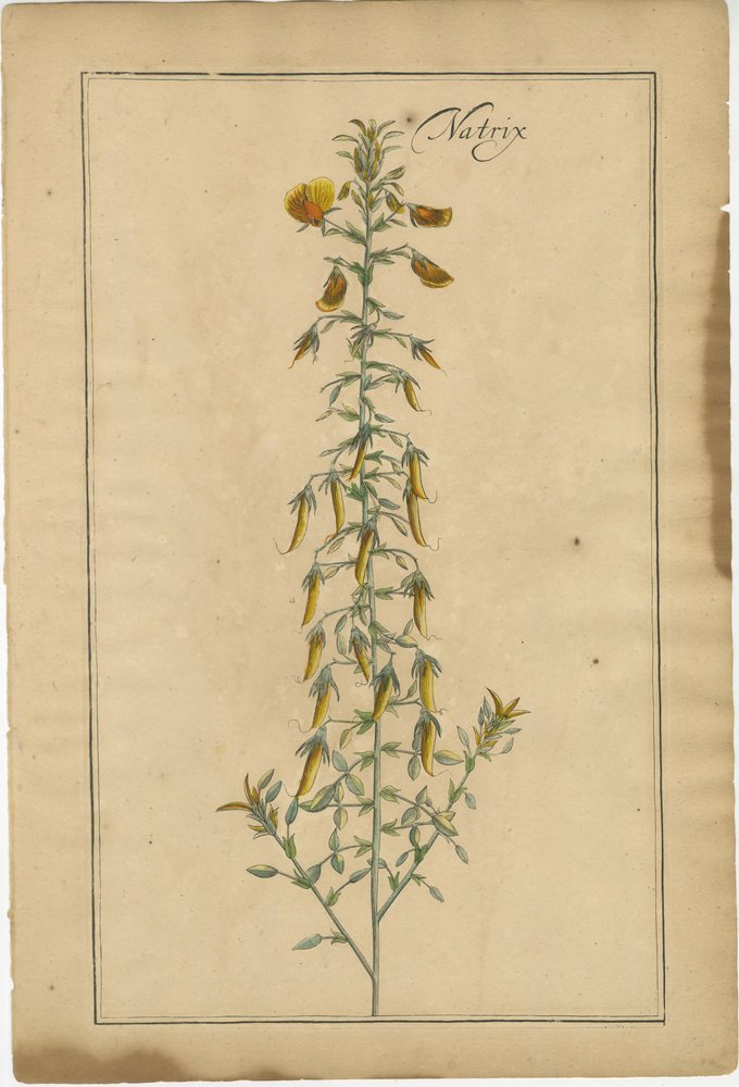 After Augustus Quirinus Rivinus, Floral Natrix, Astragalus & Cytisus ...