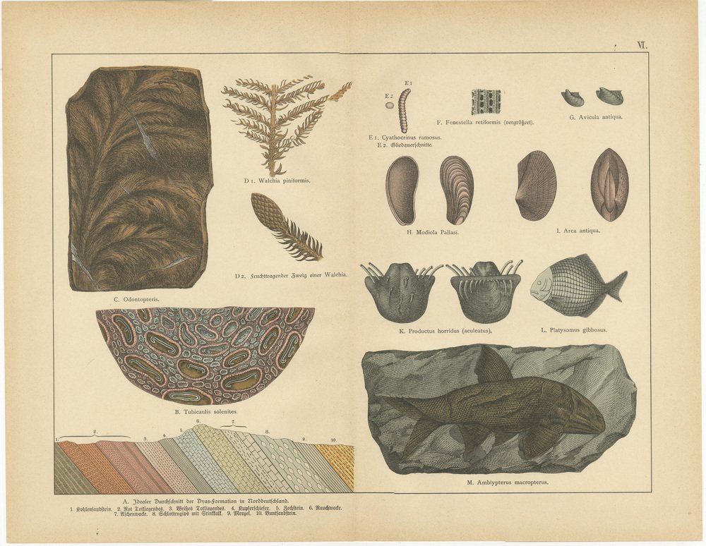 Aeg, Triassic Plant Fossils, 1880, Paper, Set of 2 for sale at Pamono