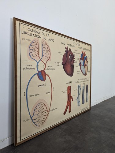 Framed School Anatomy Poster for sale at Pamono