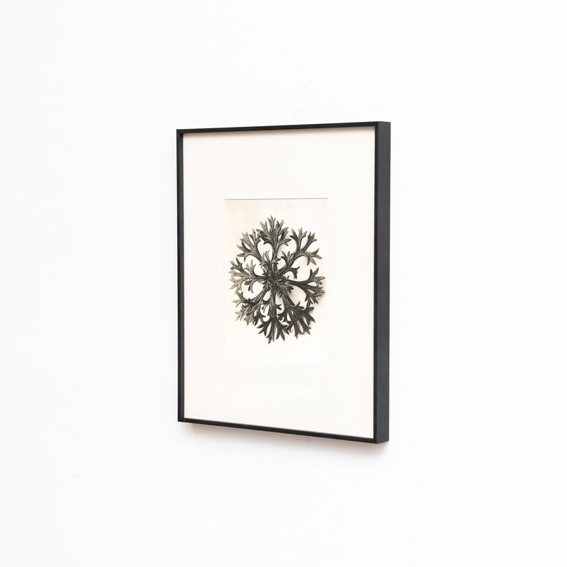 Karl Blossfeldt, Natural Grace, 1942, Photogravure, Framed for sale at ...