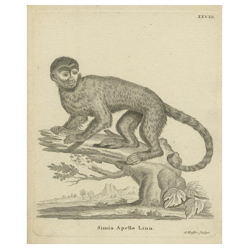 A. Hoffer, Capuchin Monkey, 1800, Paper for sale at Pamono