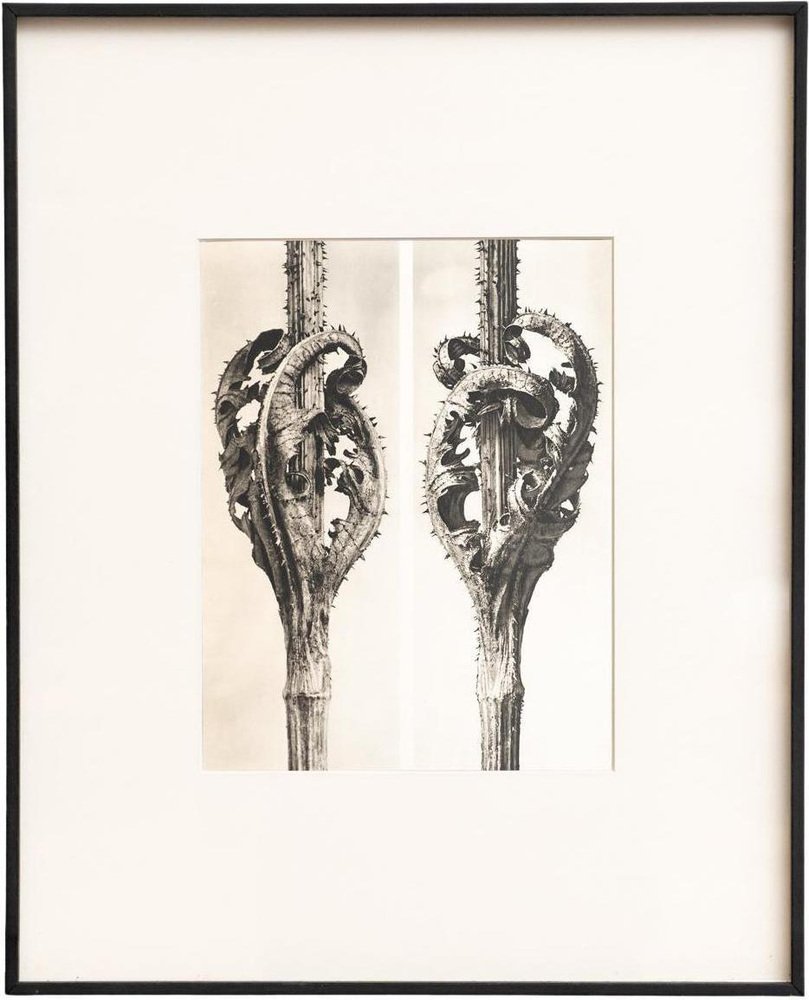 Karl Blossfeldt, Natural Grace, 1942, Photogravure, Incorniciato in ...
