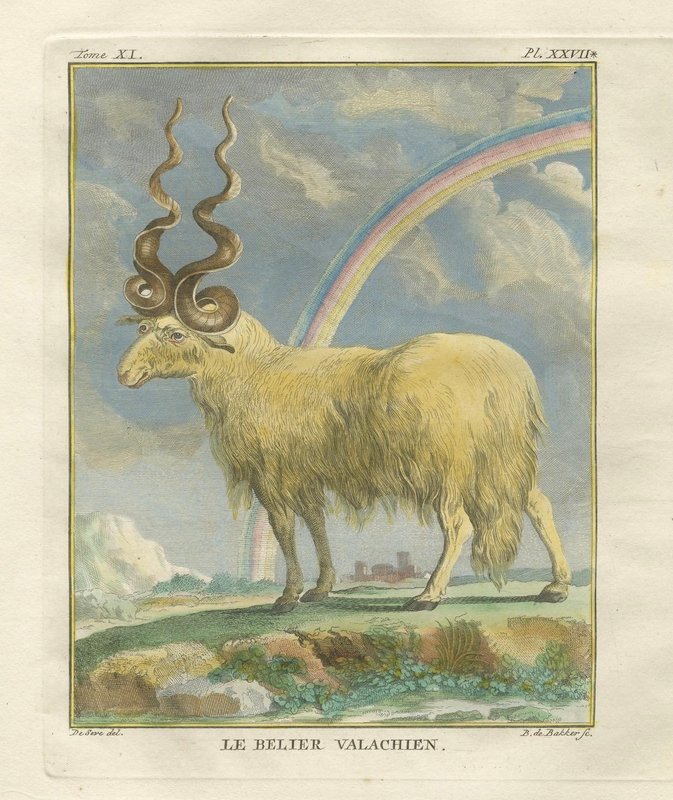 After Jacques de Sève, Valachian Sheep & Ram, 1769, Drucke, 2er Set bei ...