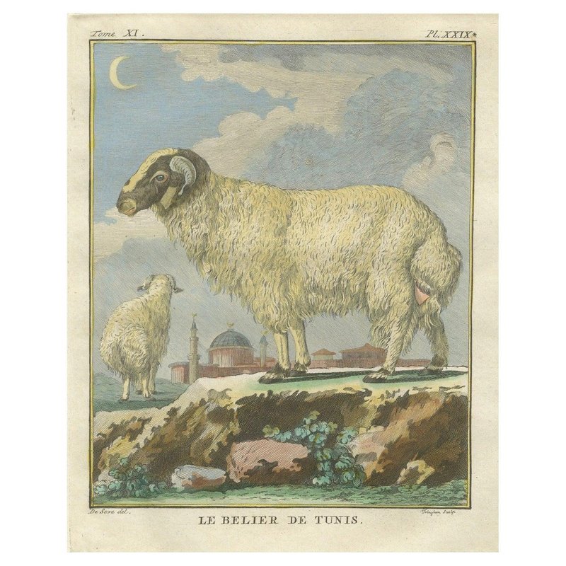 Nach Jacques de Sève, tunesischer Widder, 1769, Print bei Pamono kaufen