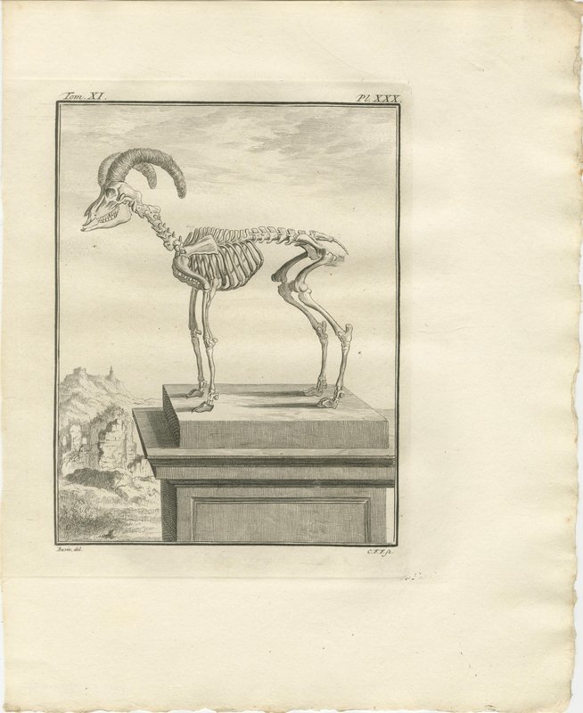 After Jacques de Sève, Mufflon mit Skelett, 1769, Drucke, 2er Set bei ...