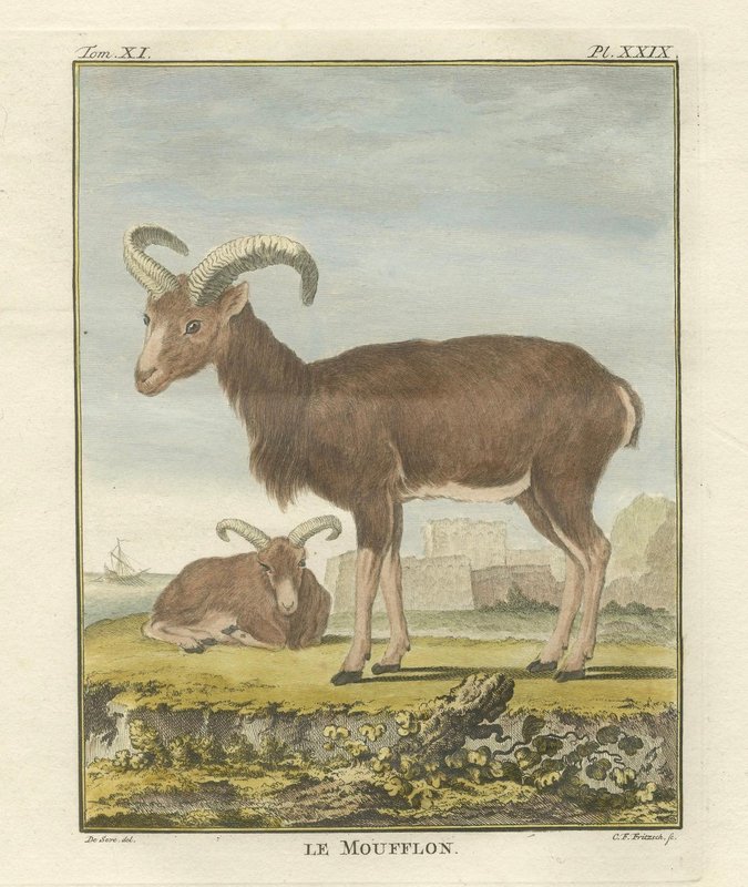 After Jacques de Sève, Mufflon mit Skelett, 1769, Drucke, 2er Set bei ...