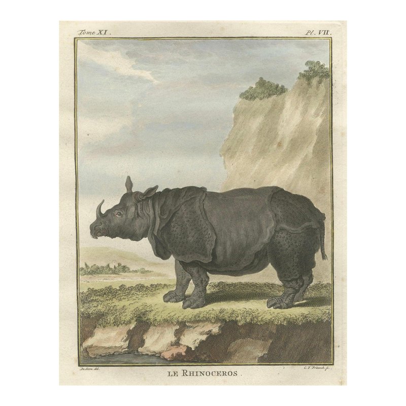 Nach Jacques de Sève, Rhinoceros, 1769, Handkolorierter Kupferstich bei ...