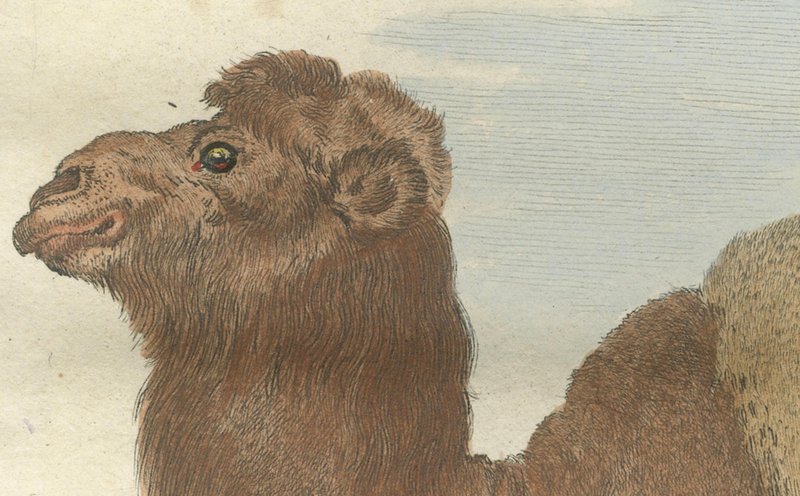 Nach Jacques de Sève, Trampeltier, 1769, Handkolorierter Kupferstich ...