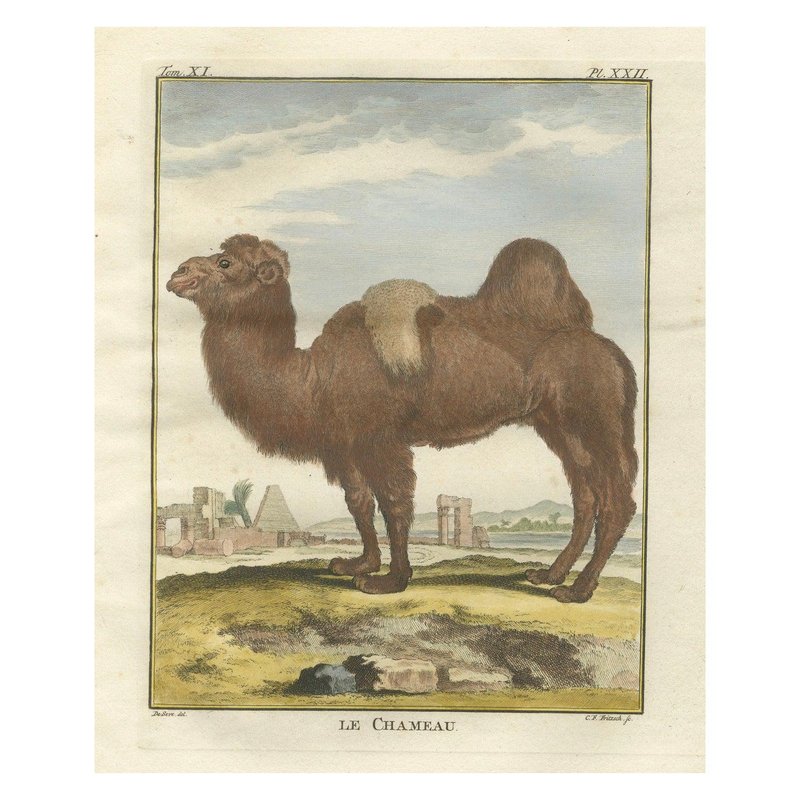 Nach Jacques de Sève, Trampeltier, 1769, Handkolorierter Kupferstich ...