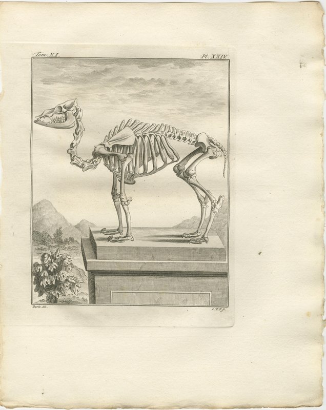 After Jacques de Sève, Camel Anatomy, 1769, Drucke, 2er Set bei Pamono ...