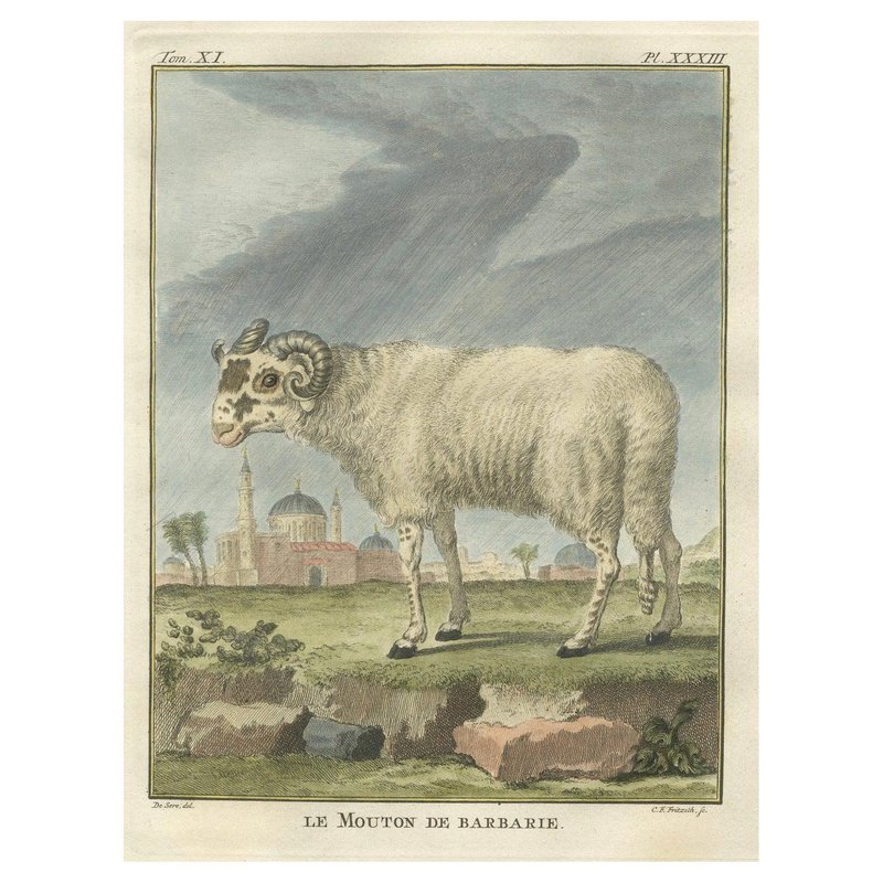 Nach Jacques de Sève, Berberschafe, 1769, Print bei Pamono kaufen