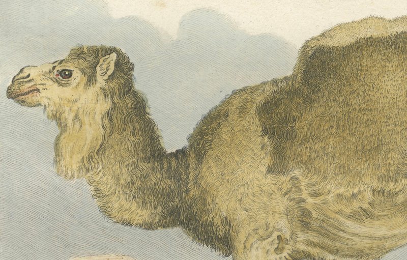 Nach Jacques de Sève, Dromedar Kamel, 1769, Handkolorierter Kupferstich ...