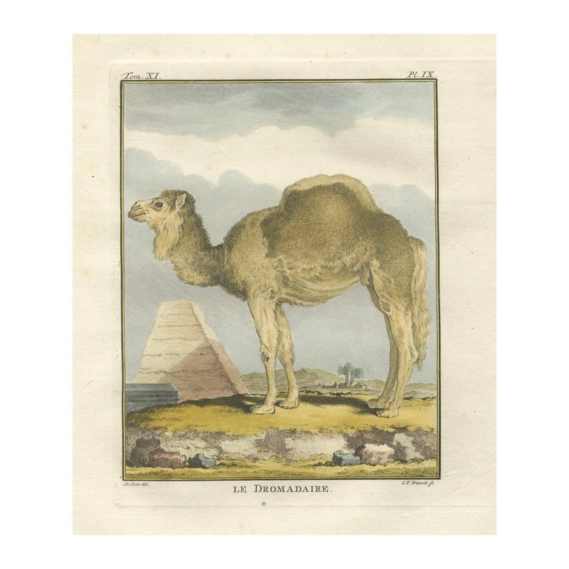 Nach Jacques de Sève, Dromedar Kamel, 1769, Handkolorierter Kupferstich ...
