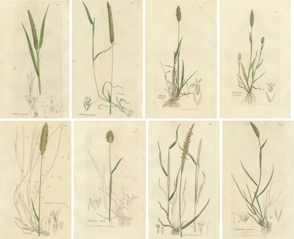 Illustrations of Meadow Grasses: Timothy & Foxtail, 1830s, Engravings ...